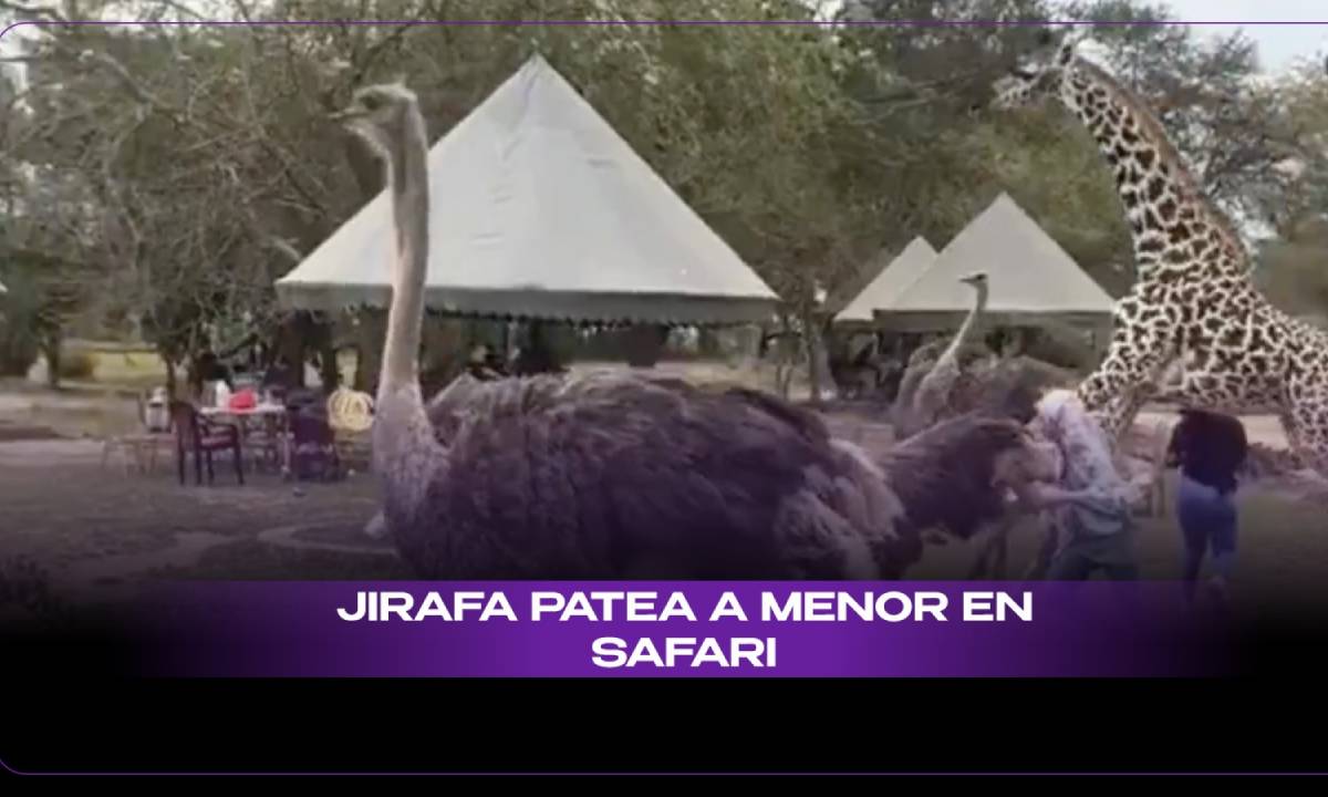 Jirafa patea a menor en safari; así ocurrió todo