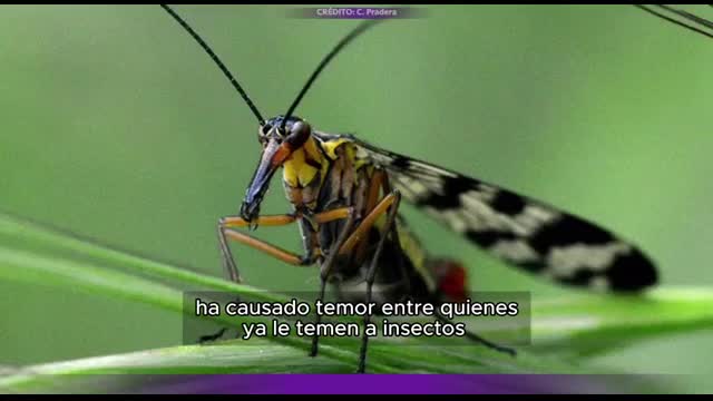 Alacrán con alas: ¿Qué se sabe del insecto que aterroriza a todos?