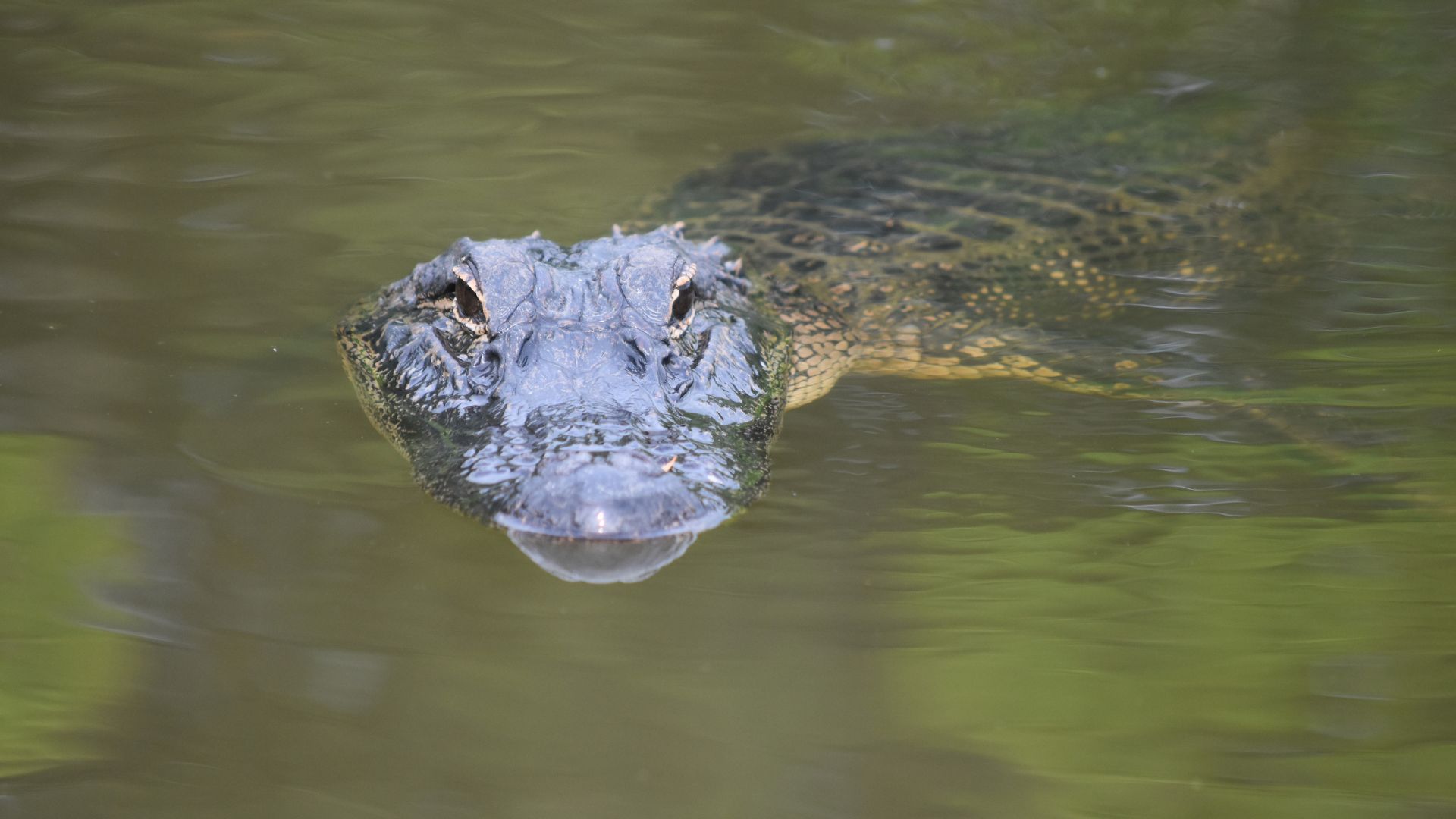 Mujer es atacada por un caimán de más de 3 metros en Florida, pero ...
