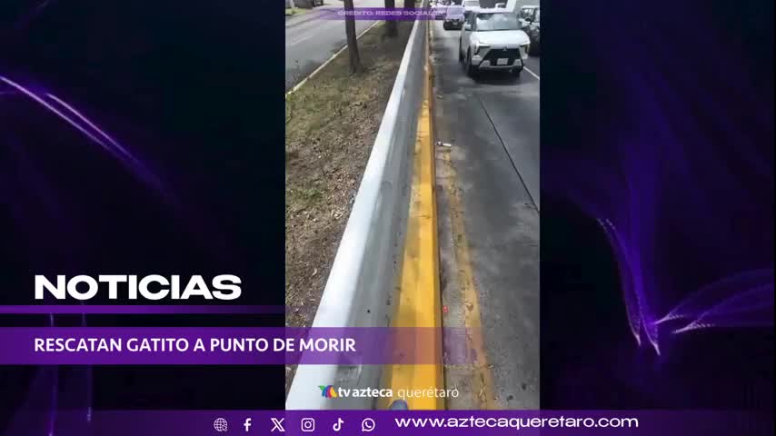Joven rescata a gatito en túnel de Zapopan