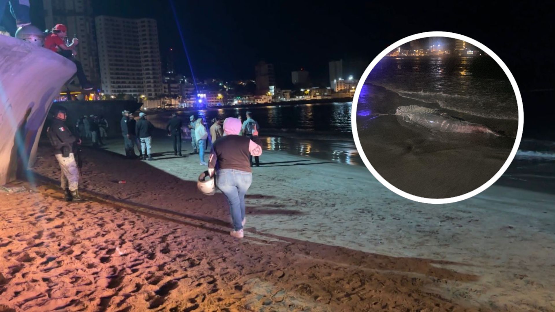 Aparece ballena muerta en playas de Mazatlán, Sinaloa