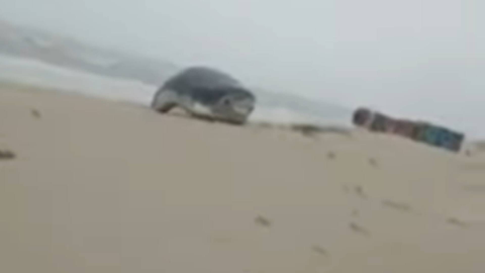 Huracán Milton: Partes del muelle de Chelem fueron hallados en Progreso