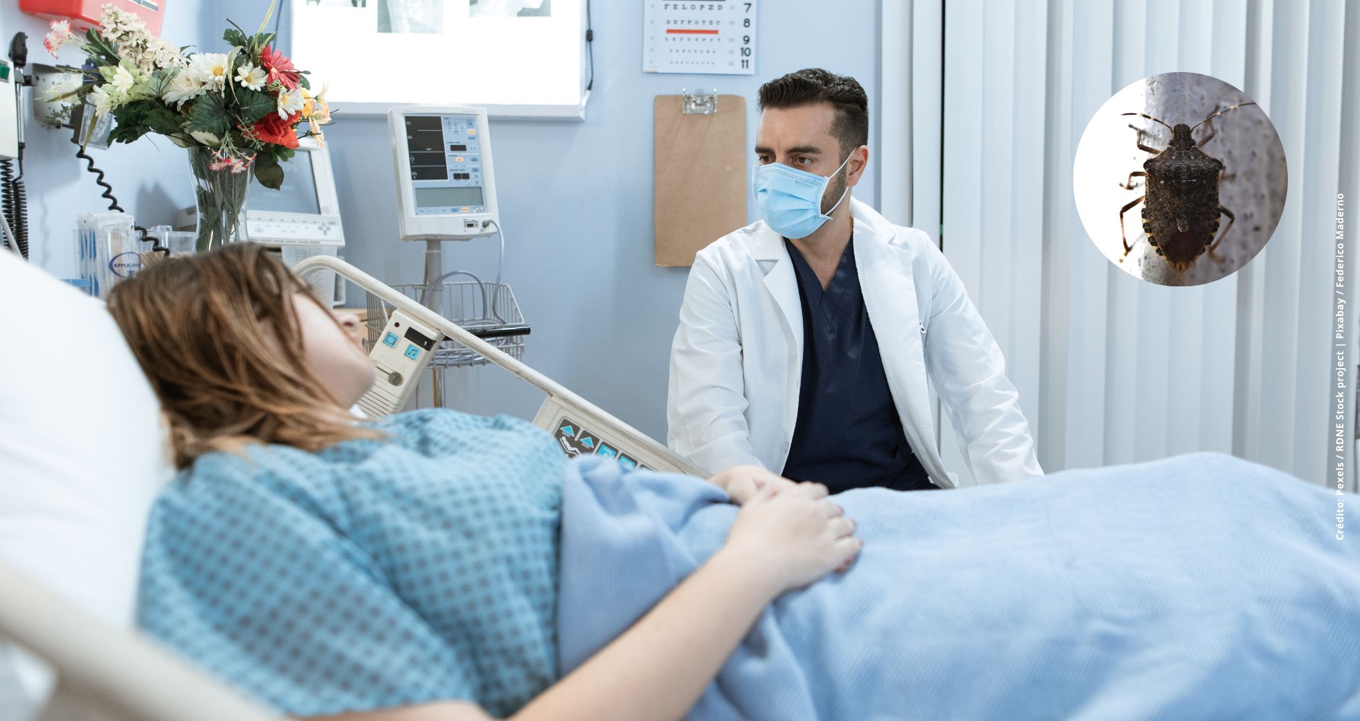 ¿Qué enfermedades transmiten las chinches?