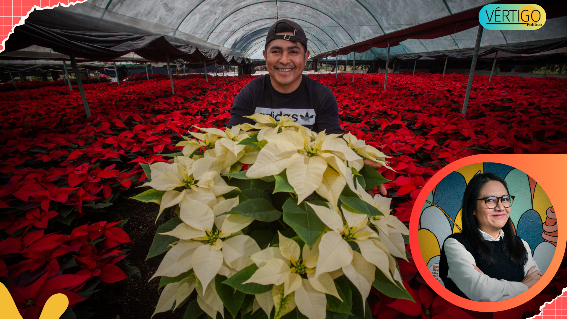 NOCHEBUENA: LA FLOR QUE MÉXICO CULTIVA CON HISTORIA