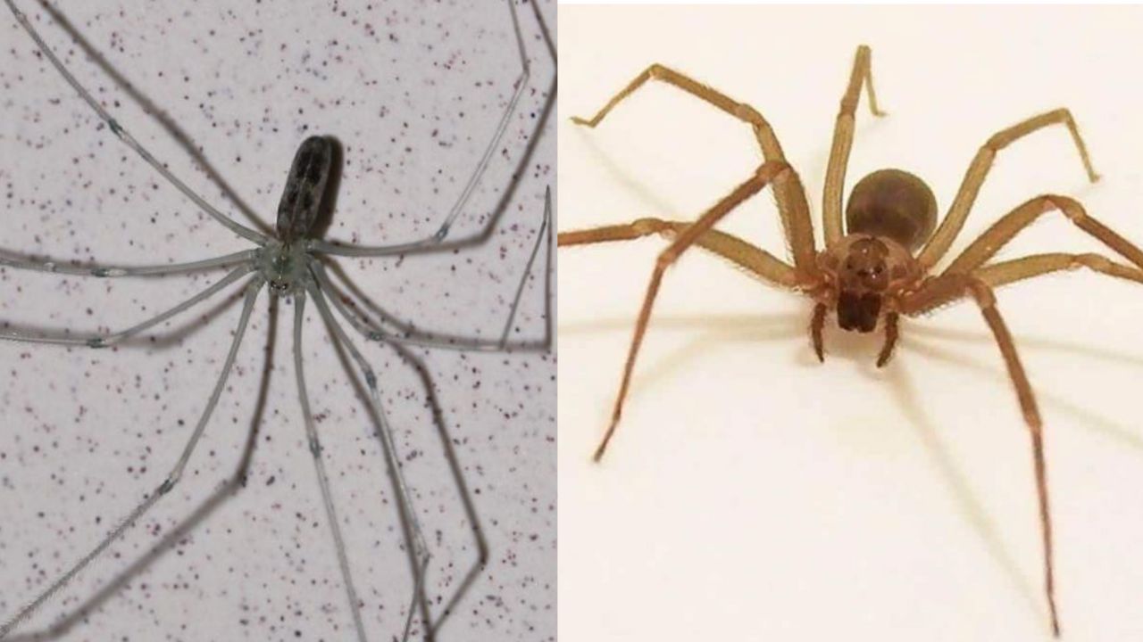 ¡No solo la araña violinista! El insecto que acecha tu casa y se ...