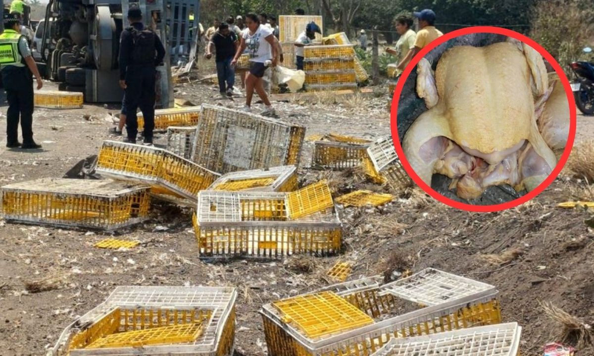 Tras accidente carretero en Veracruz, rapiña vende los pollos en Facebook