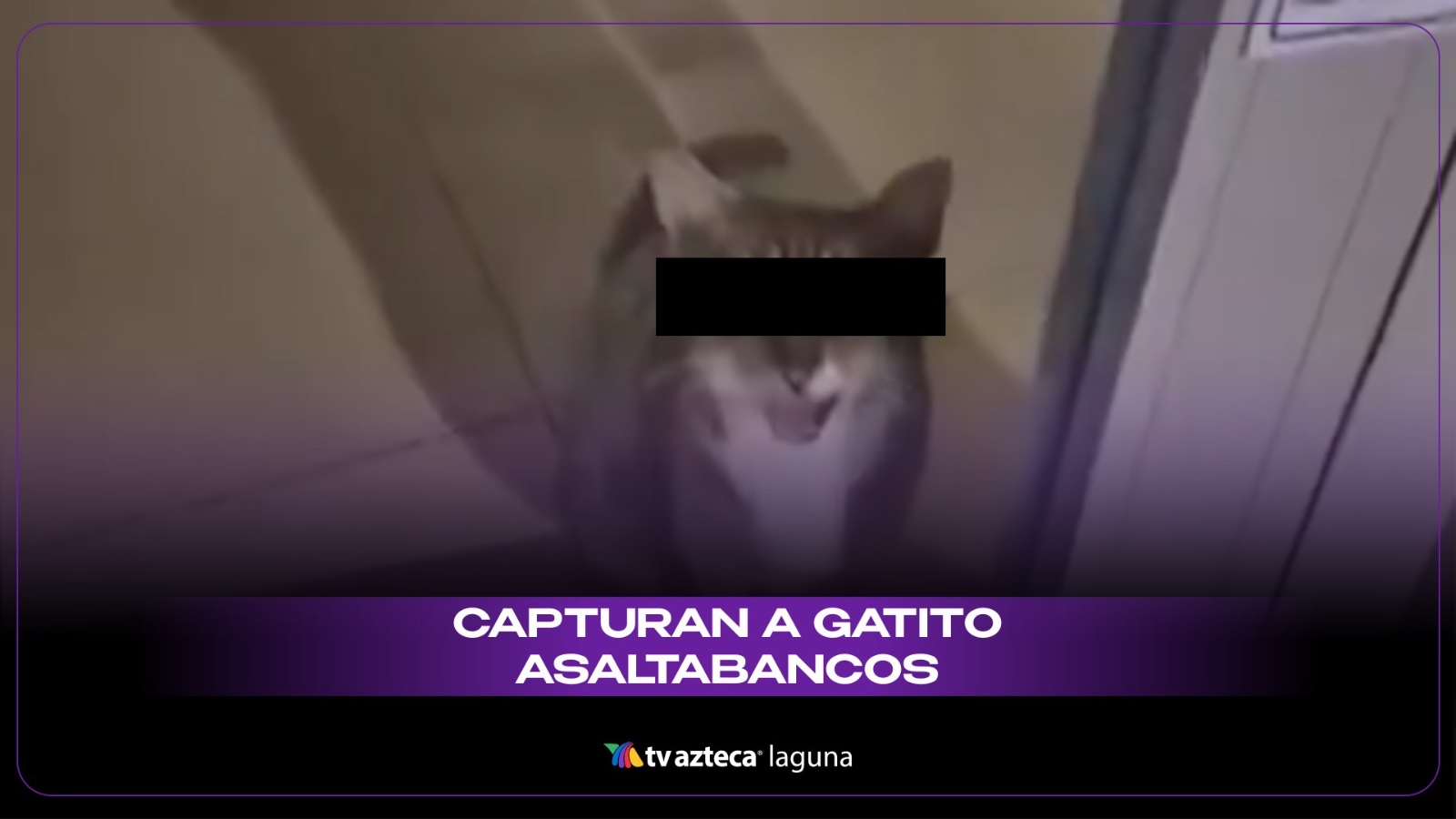 Gato atrapado en banco desata operativo policial en Turquía