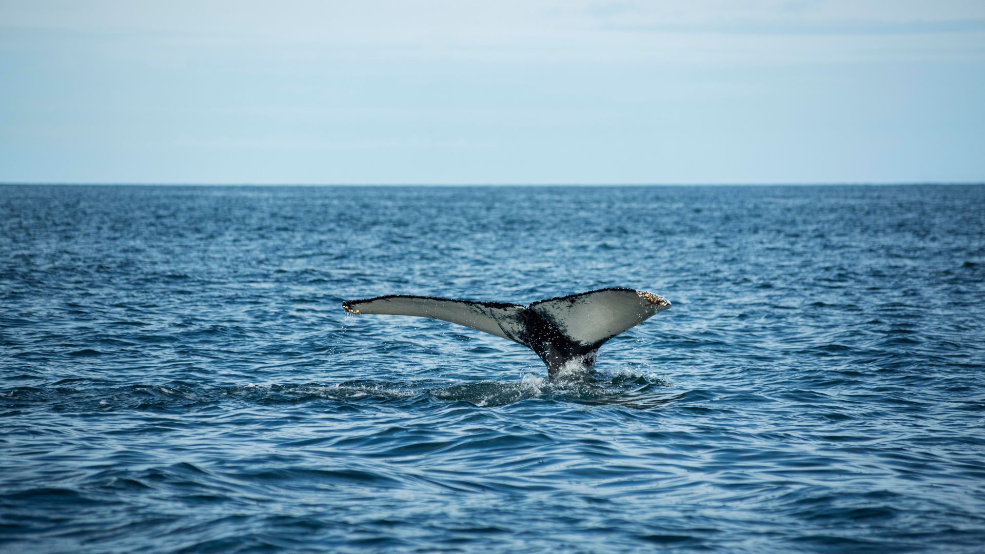 5 lugares para ver ballenas en Baja California, ¿dónde puedo ver ...