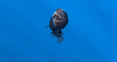 Pez abisal emerge a la superficie y muere en Tenerife: ¿Por qué sucedió?