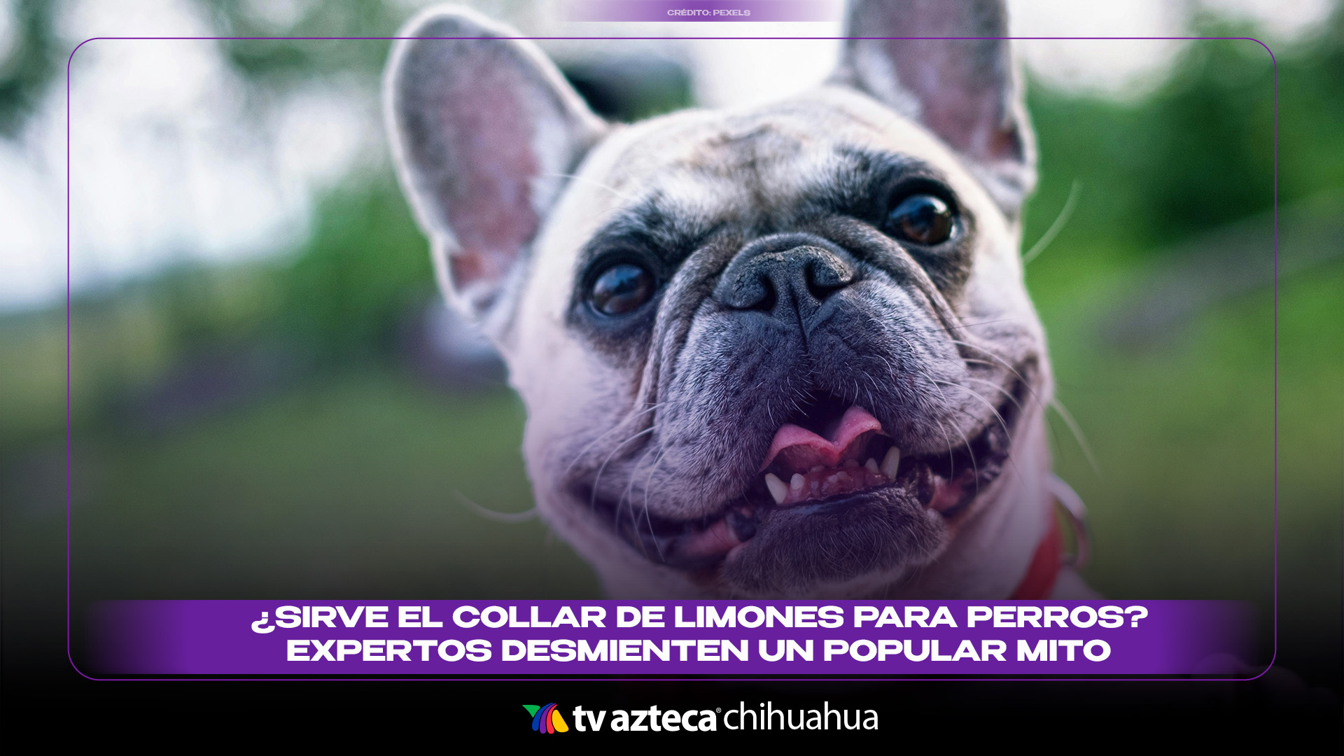 Collar de limones para perros: expertos advierten que es un mito peligroso