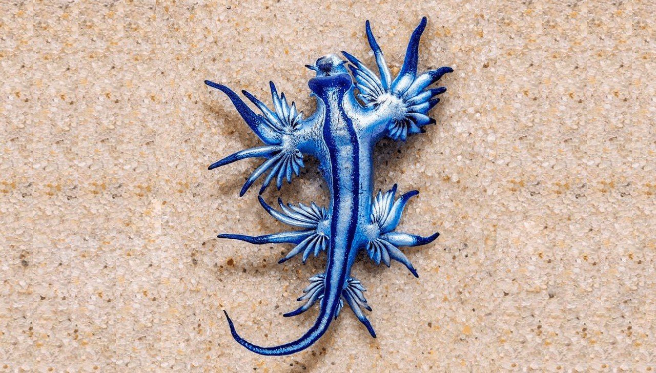 'Dragón azul' marino: ¿Qué tan peligroso es y dónde se encuentra?