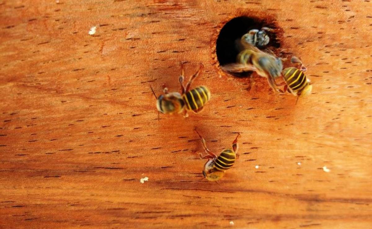 Abeja melipona: ¿Por qué era considerada la abeja sagrada de los mayas?