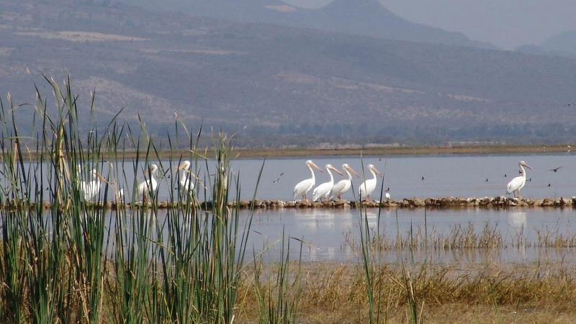 Laguna de Sayula: ubicación, biodiversidad y cómo llegar desde Guadalajara