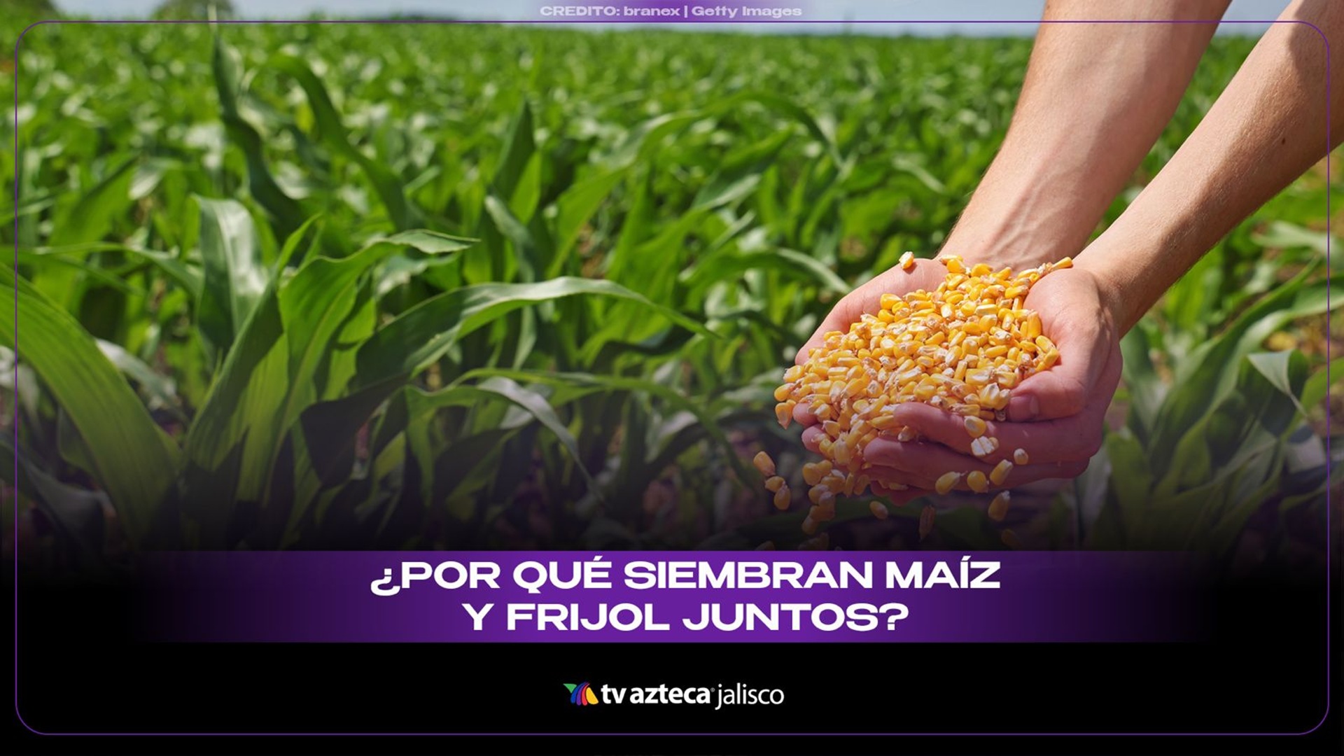 Beneficios de sembrar maíz y frijol juntos: la milpa y su importancia