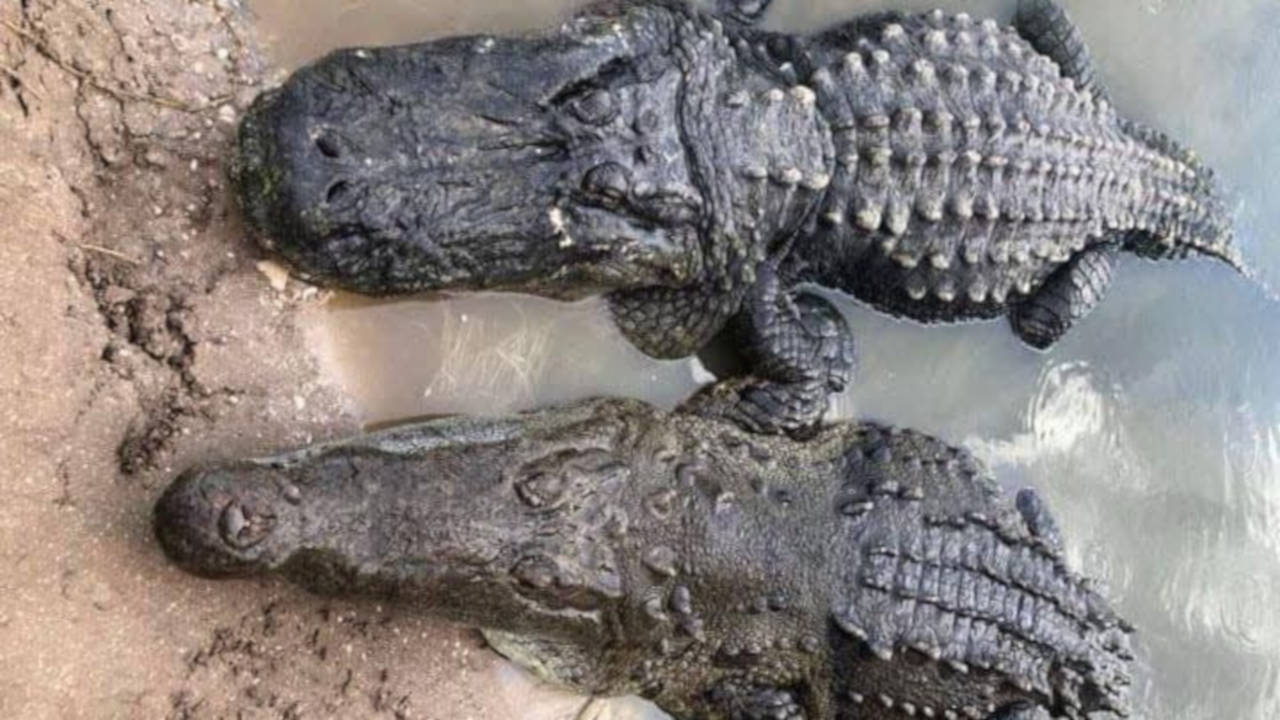 ¿Cuáles son las diferencias entre cocodrilos, lagartos y caimanes?