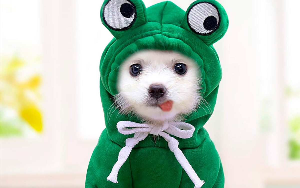 Suéteres adorables para tu perro en esta temporada de frío