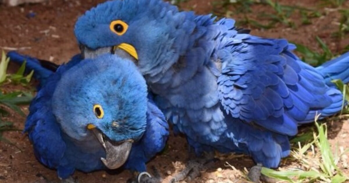 FOTOS: Nace guacamayo azul; la especie se creía extinta desde el 2000