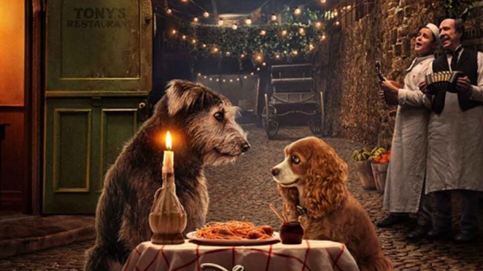 Perro callejero se convierte en protagonista de la película "La dama y ...