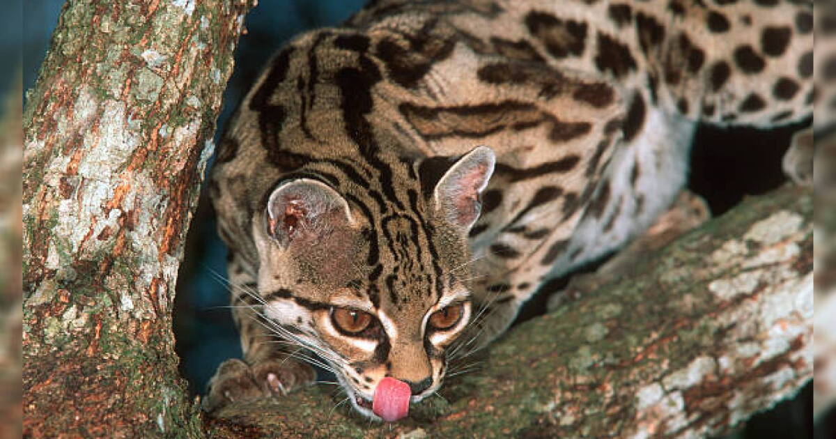 Avistamiento de margay en Morelos: Datos curiosos sobre el tigrillo