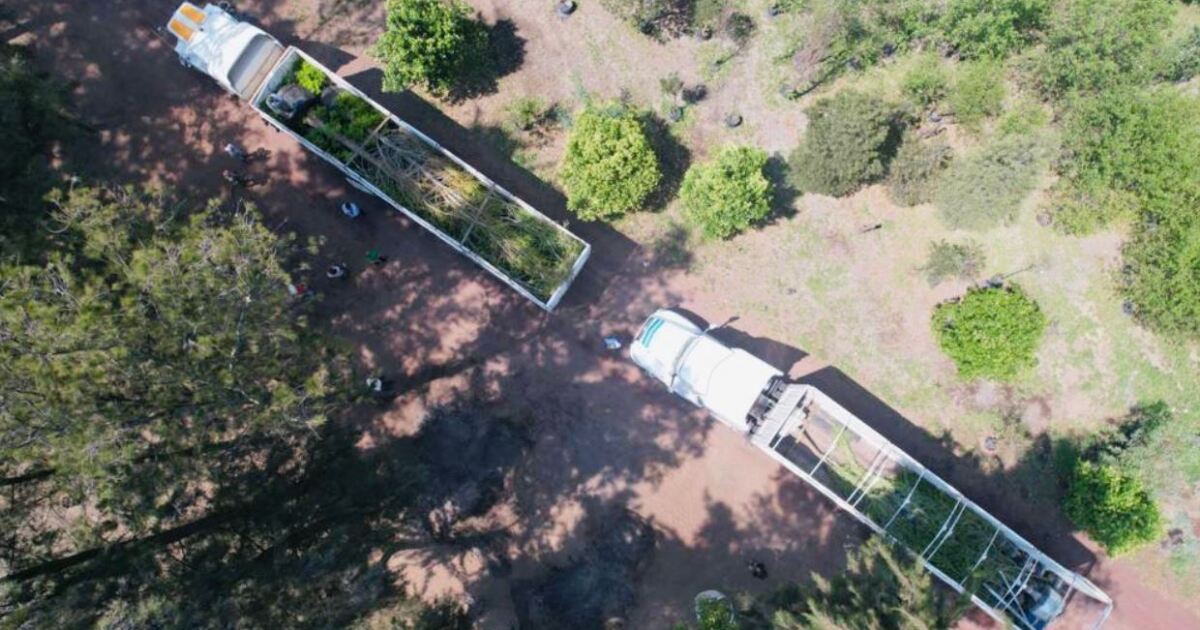 Ya llegó el ahuehuete que será plantado en Reforma; así luce