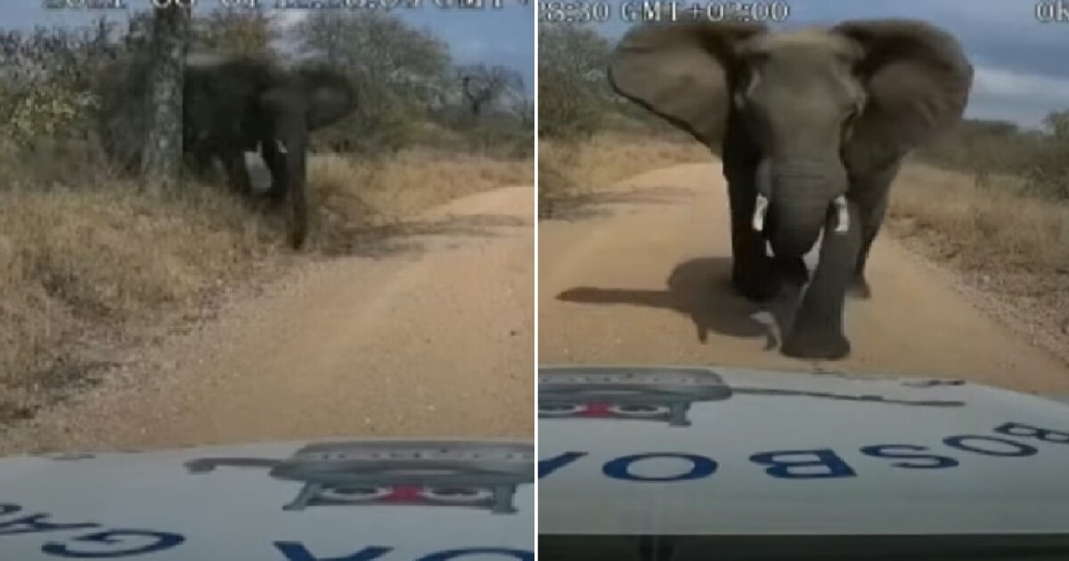 Elefante ataca camioneta con pasajero a bordo en Sudáfrica
