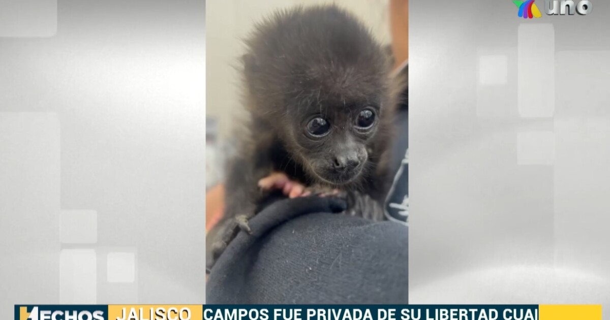 Un Mono En Peligro De Extinción Fue Abandonado En Calles De Guadalajara