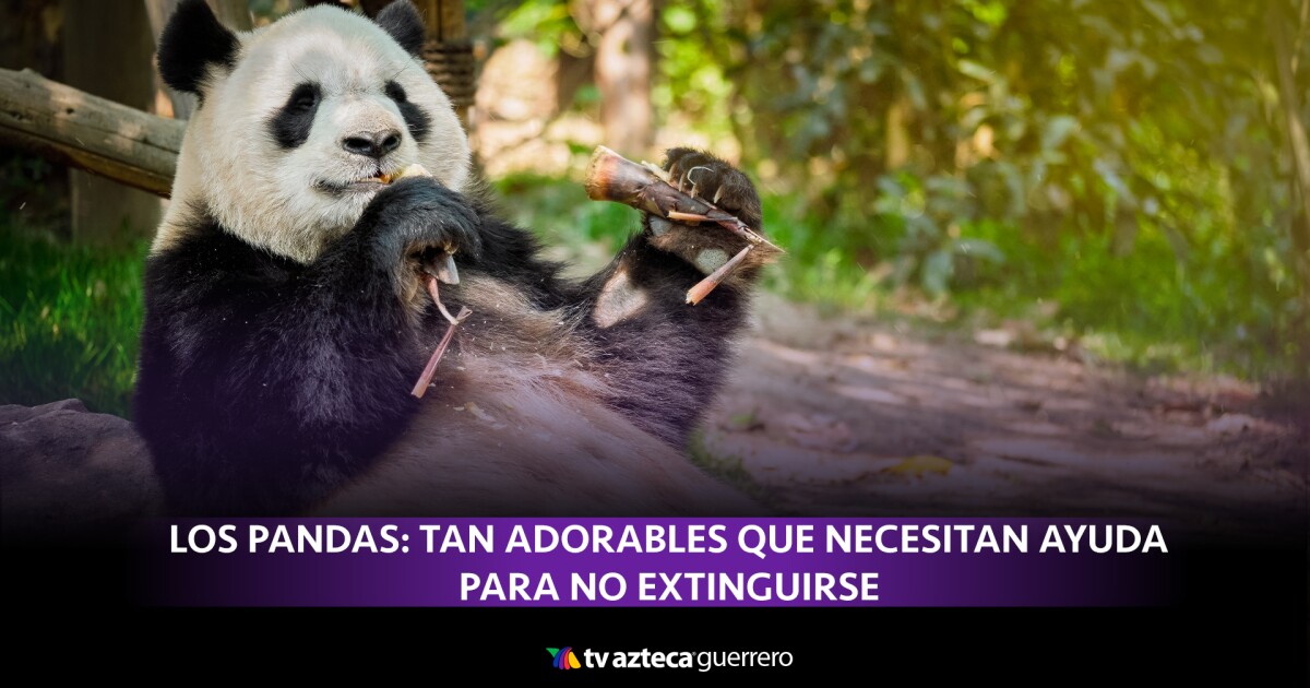 ¿Por qué los oso panda necesitan ayuda para no extinguirse? Datos curiosos