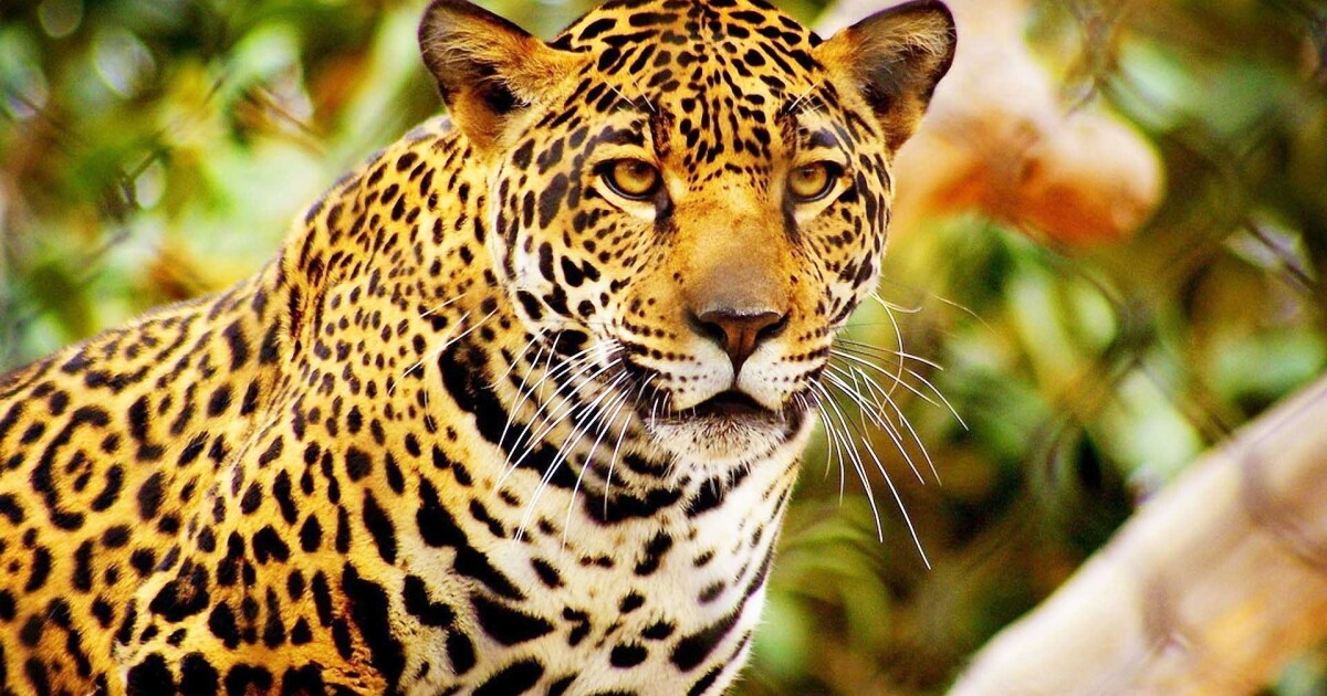 El jaguar mexicano: el felino prehispánico al borde de la extinción