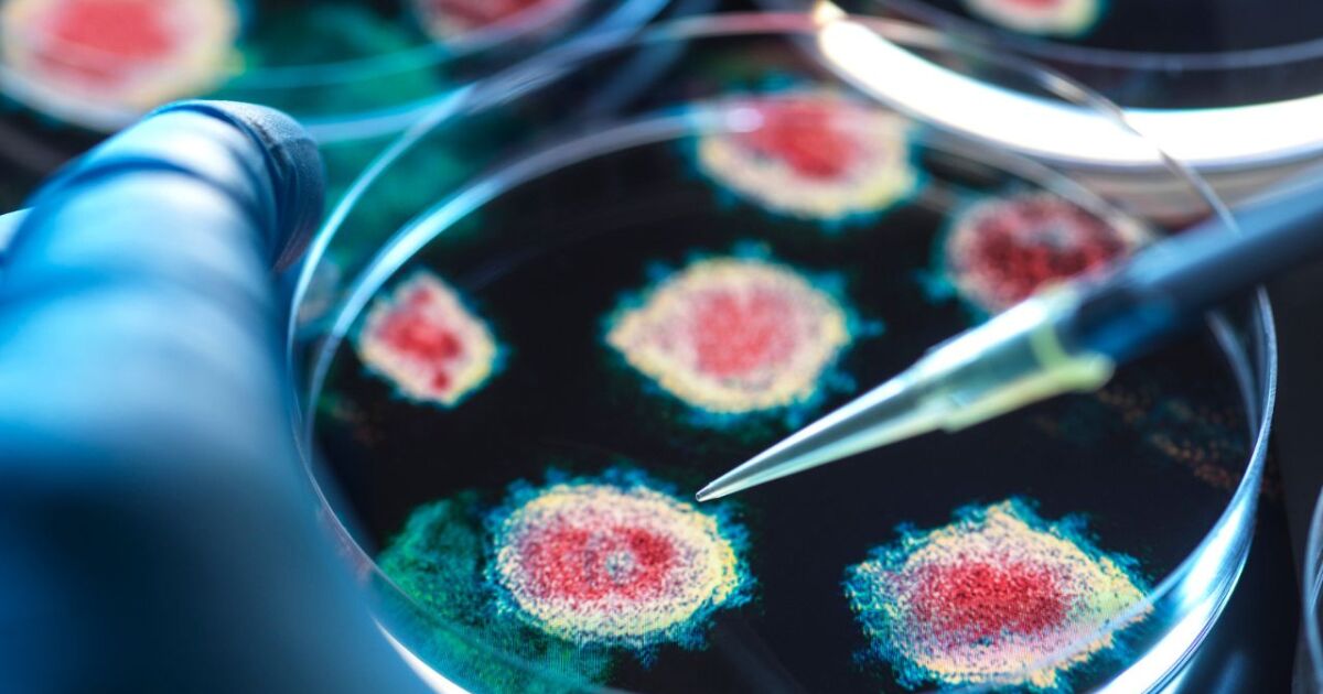 Virus Camp Hill: ¿Qué es, síntomas y cómo se contagia?