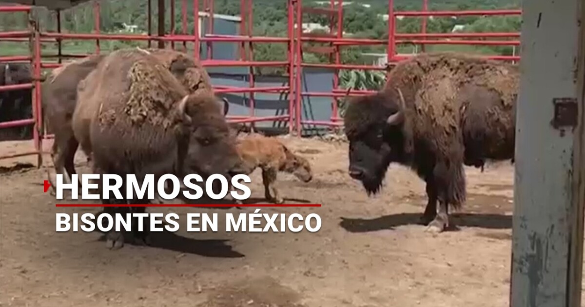 México reintroduce el bisonte americano después de 10 años