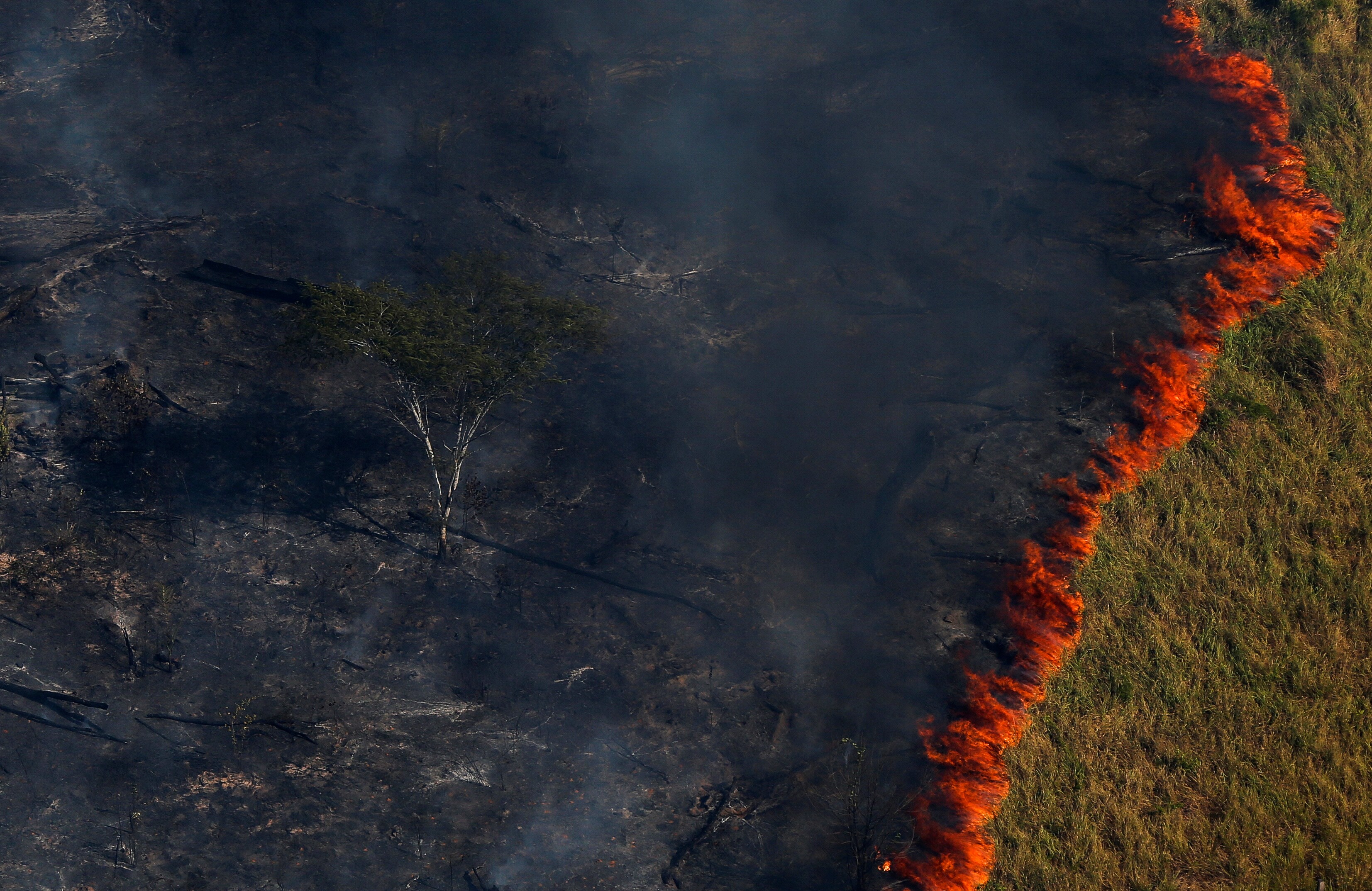 GALERÍA | Incendio destruye la selva amazónica; el pulmón verde está en ...