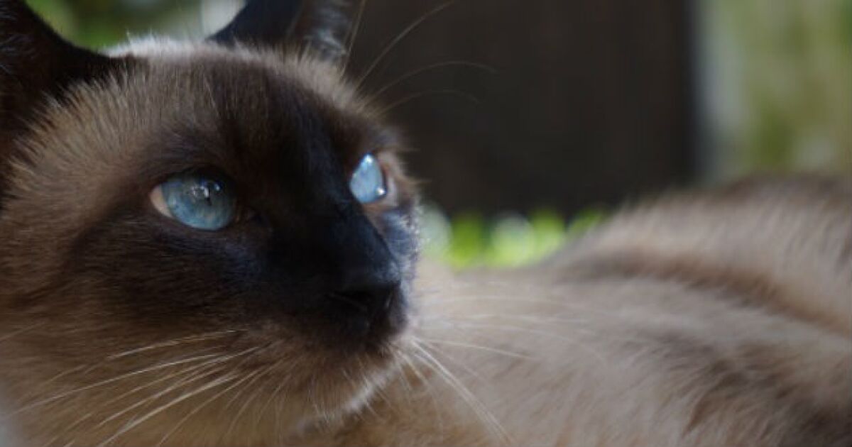 Novia cancela boda al descubrir lo que hizo su prometido con su gato