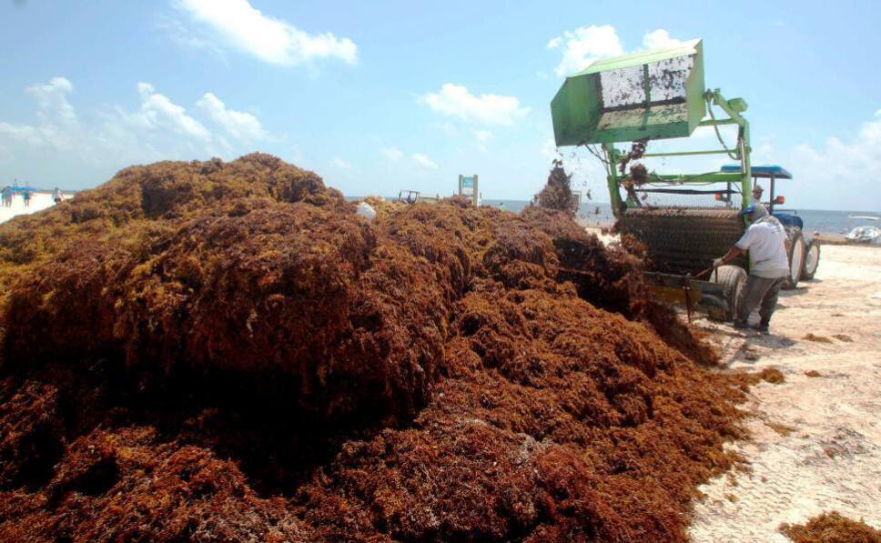 ¿Qué es el sargazo y por qué se produce?