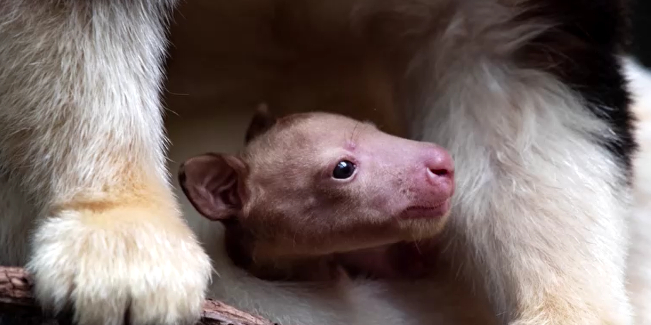 Canguro bebé permite que los visitantes lo conozcan