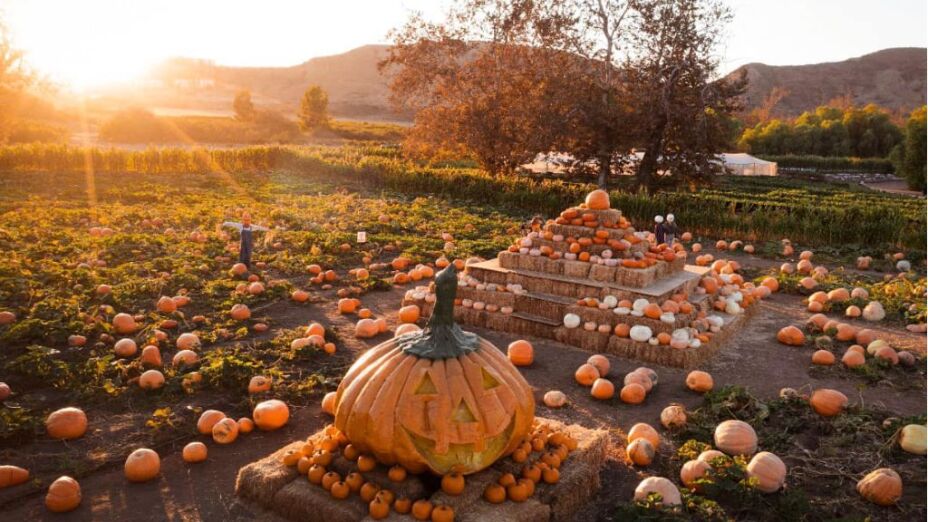 ¿Conoces la Ruta del Maíz que se encuentra en Tijuana?