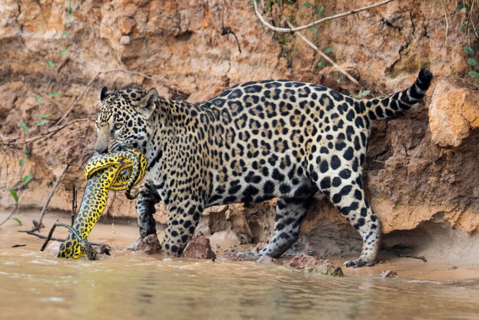 Aumenta la caza furtiva de jaguares en Sudamérica y Centroamérica
