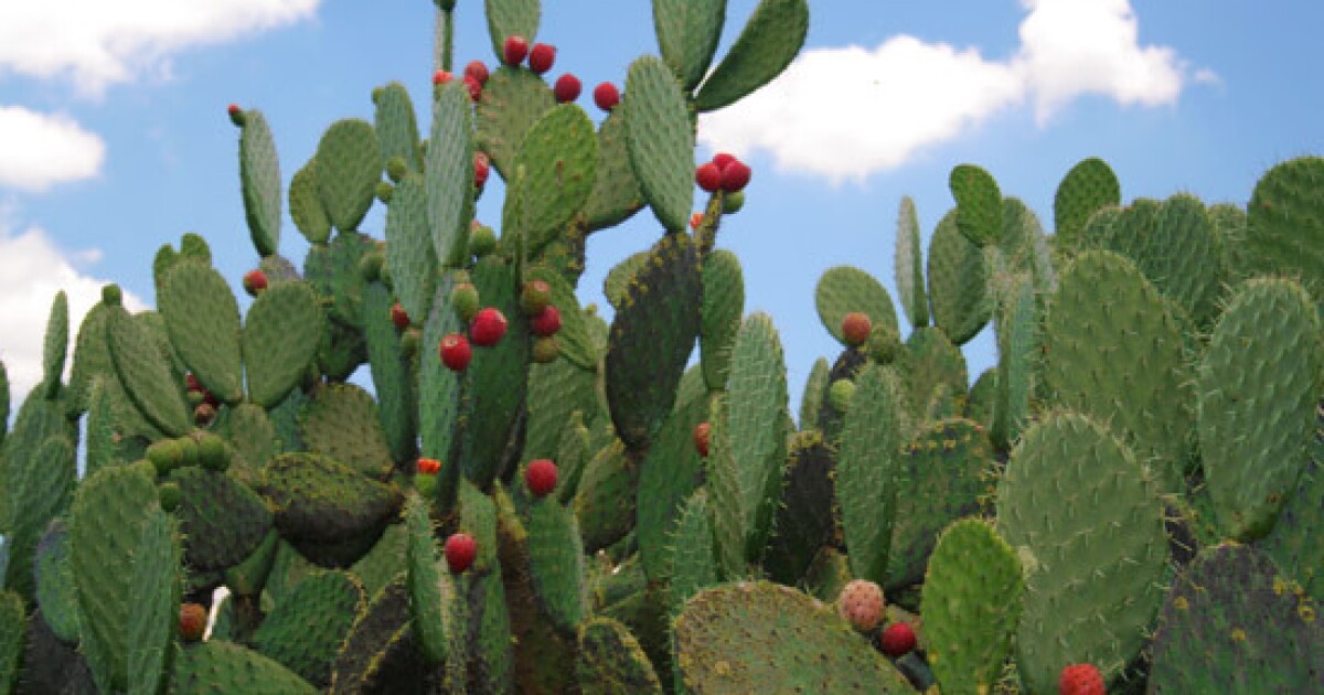 Nopal, un tesoro mexicano