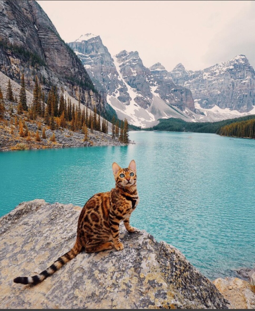 Conoce al gato más aventurero “Suki”