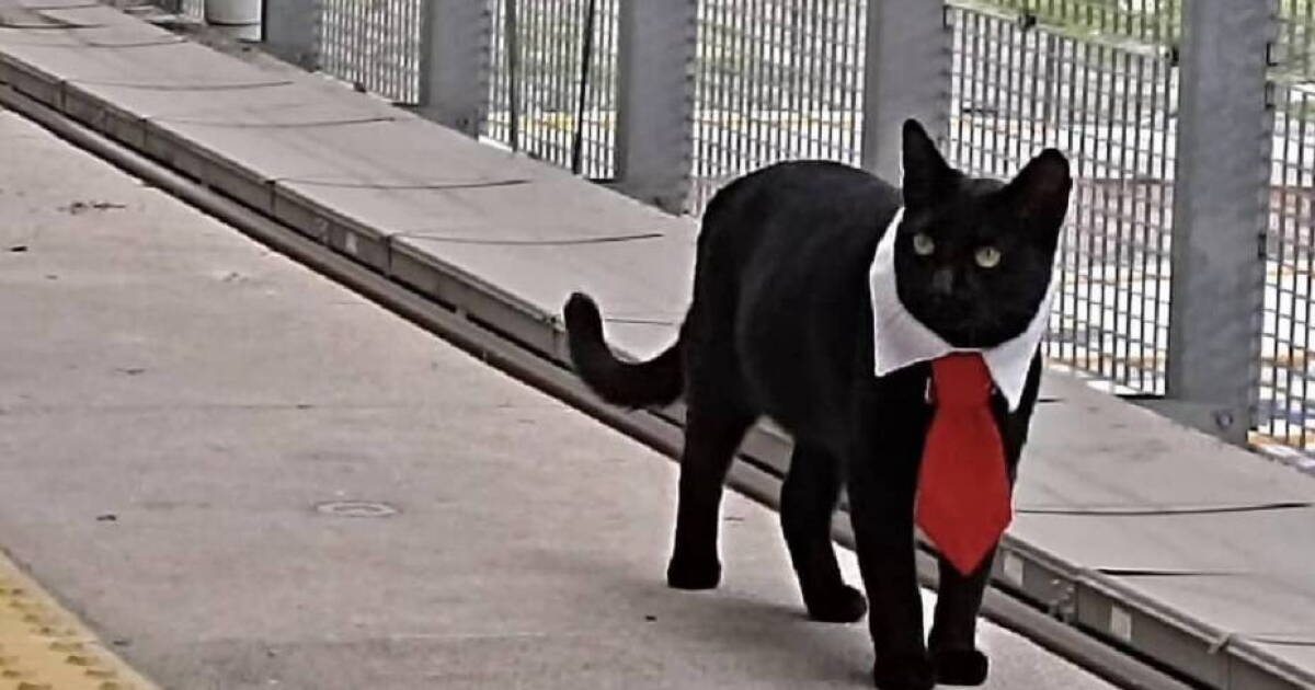 Gatito Godín se vuelve viral en redes sociales