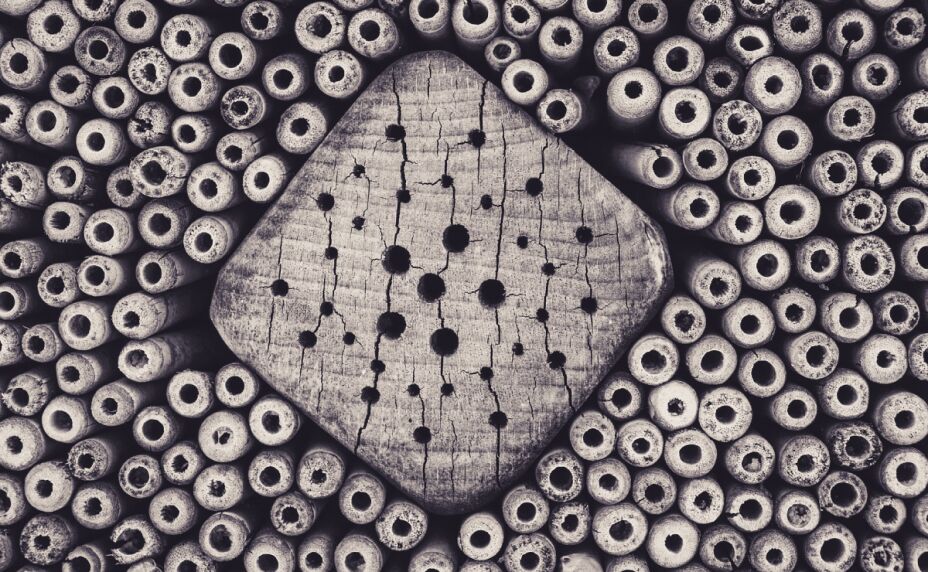 ¿Qué es la tripofobia y cómo saber si la tengo y cómo tratarla?