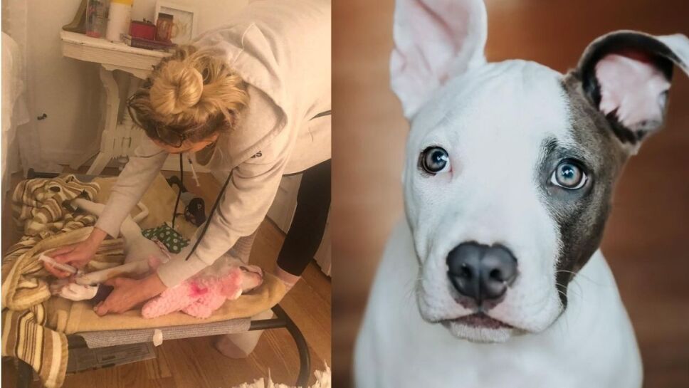 Perrita con tétanos volvió a caminar gracias a su dueña