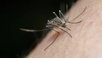 ¿Qué es el dengue y cómo evitar que se reproduzca el mosquito?