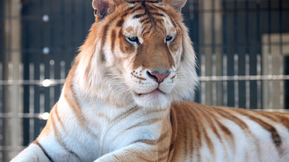 FOTOS: Tigre dorado, la rara especie de felinos