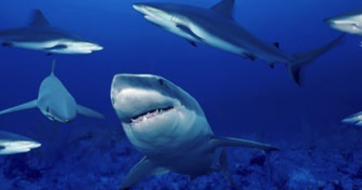 Te sorprenderá saber todo lo que sobrevivieron los tiburones
