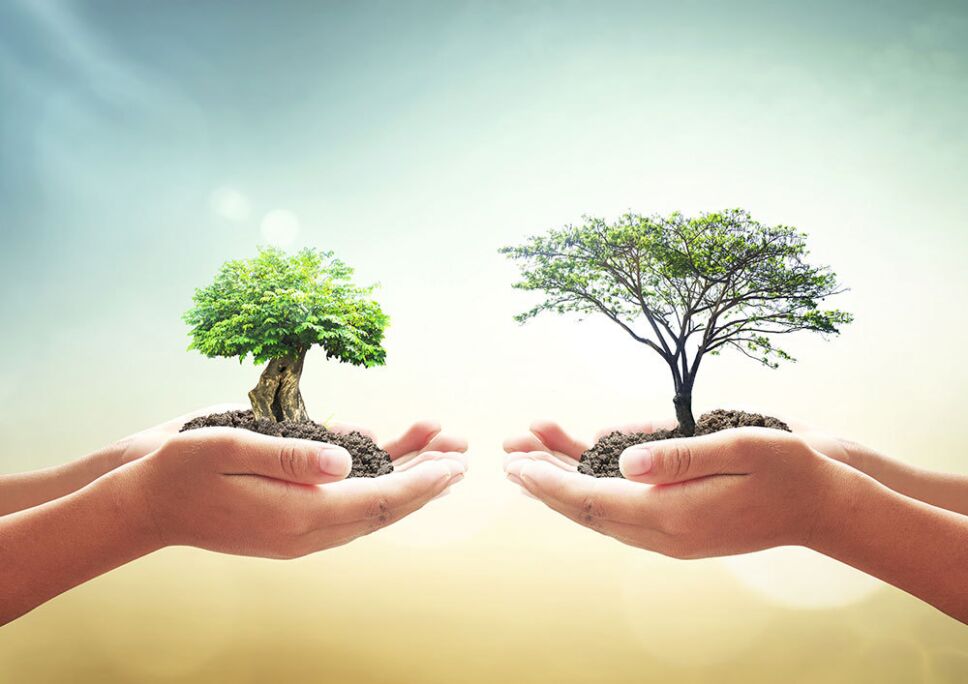 ¿Por qué es importante la reforestación?