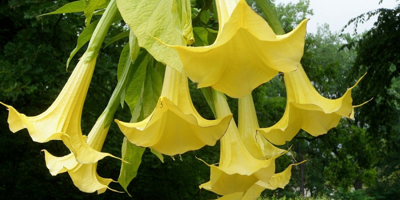 Tiktoker huele la flor venenosa Floripondio y termina drogada