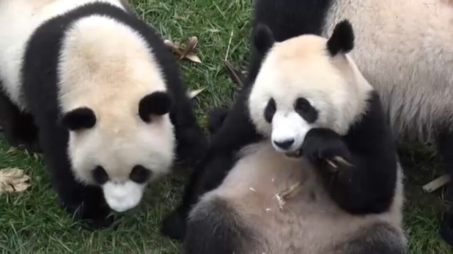 Son 13 pandas bebés que nacieron en 2022