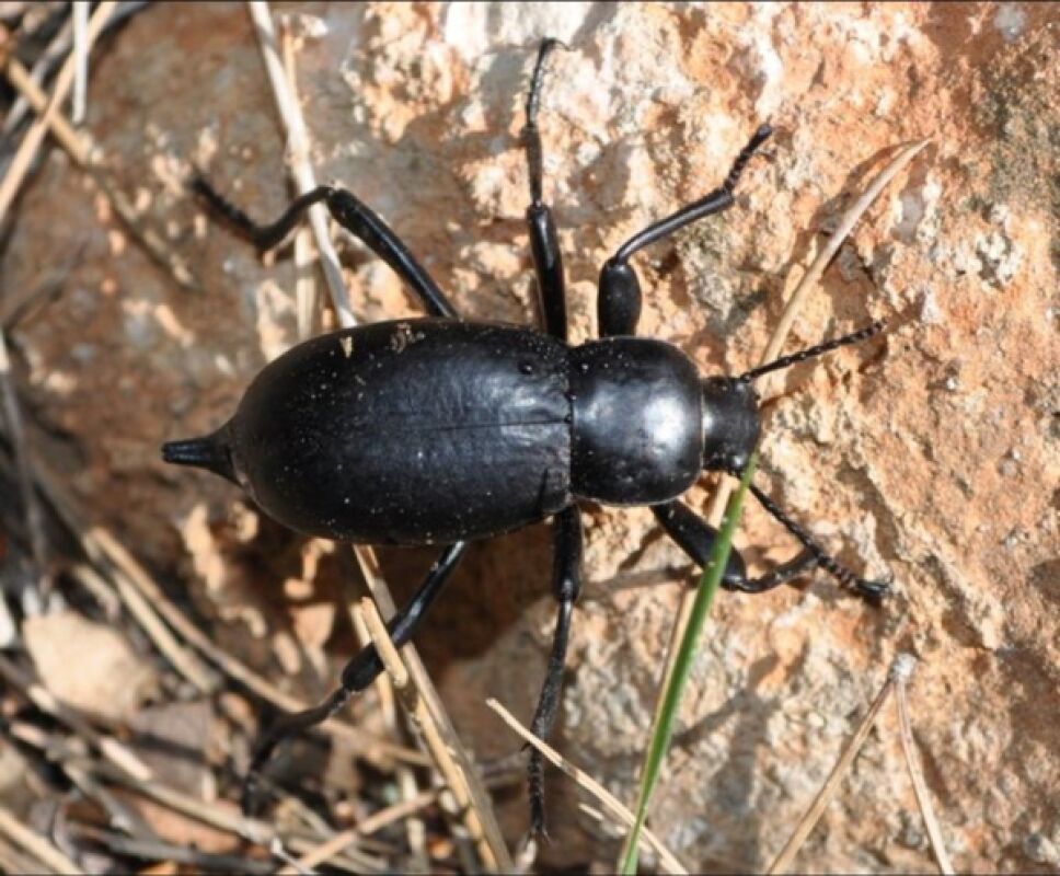 Famosos bichos miones llegan como plaga a Sinaloa