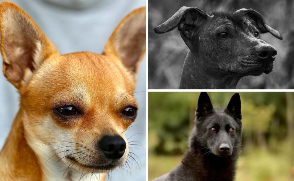 ¿Cuáles son las razas de perros mexicanos que existen?