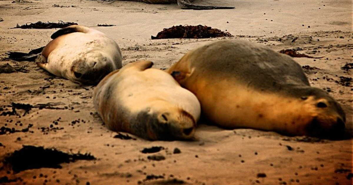 Encuentran más de 7 mil focas muertas en una playa de Namibia